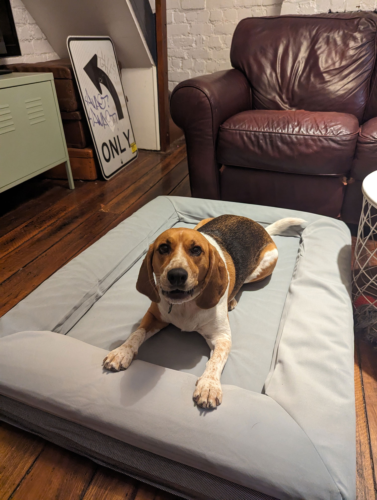 Barney Bed Review & Photos 2024 - PetWellHub